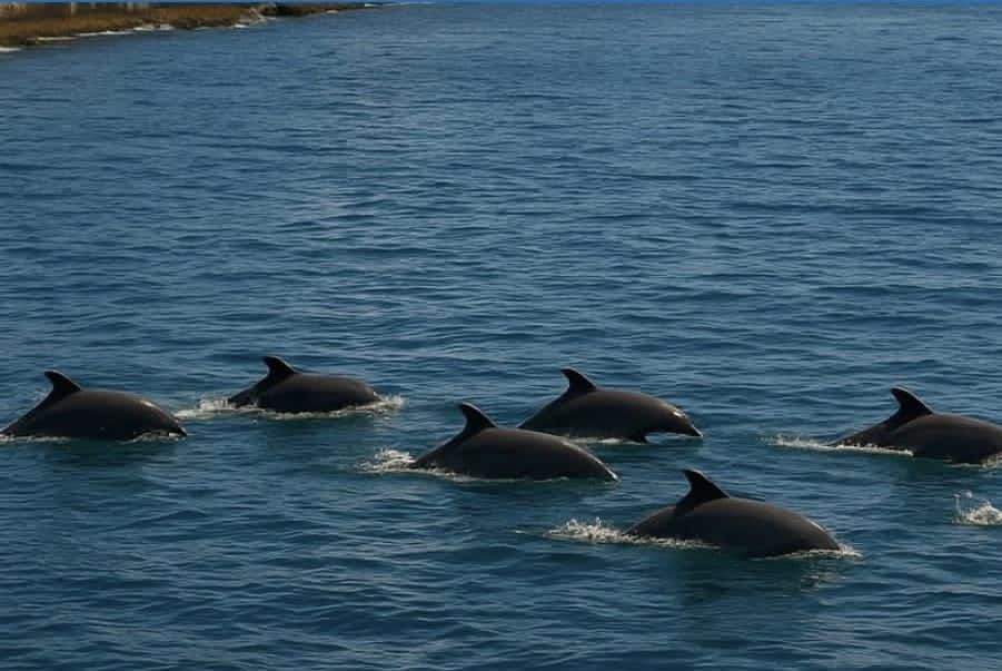 Delfines sorprenden en el Malecón y regalan un respiro al verano ...